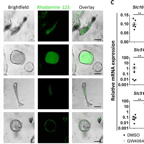 Functional Characterization Of Cholangiocyte Like Cells Clcs A