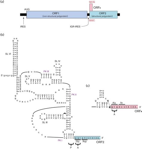 The Israeli Acute Paralysis Dicistrovirus Igr Ires Directs Translation