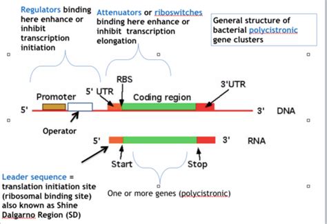 Qc Microbio Ch 14 Regulation Of Bacterial Cellular Processes Flashcards