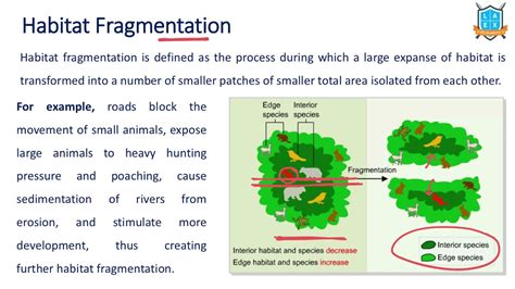 Fragmentation Definition