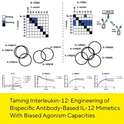 Octetbli Antibodyengineering Antibody Cancerresearch Nkcells