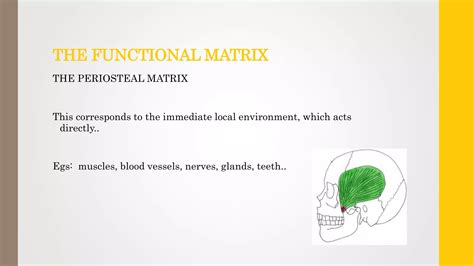 Functional Matrix Hypothesis Revisited Pptx