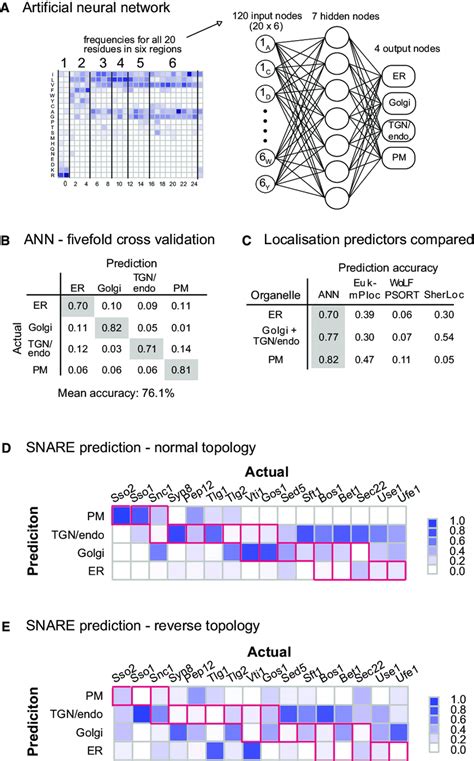 An Artificial Neural Network Classifier Of Subcellular Location Based