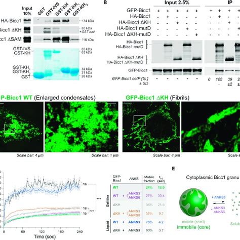 The Kh Domains Promote Bicc1 Sedimentation By Low Speed Centrifugation