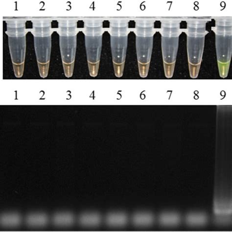 Specificity Of Loop Mediated Isothermal Amplification Lamp Detection Download Scientific