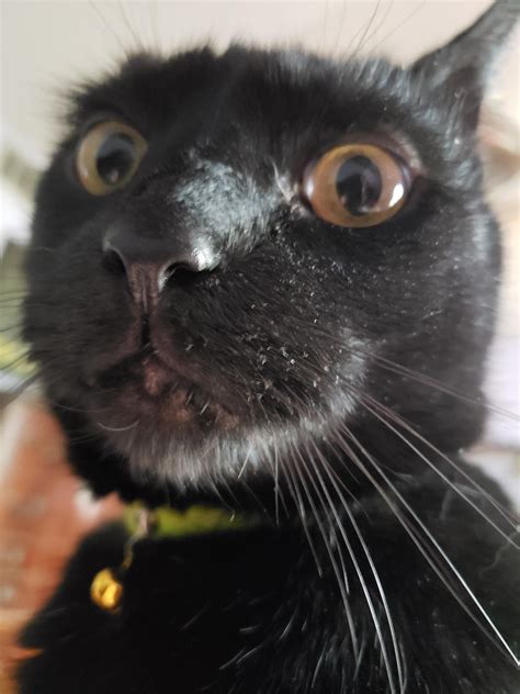 Yall Got Any More Of That Catnip R Blackcats