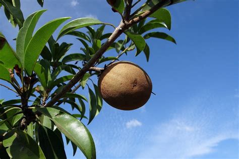 Guía Exhaustiva De Cuidados Y Cultivo Del Chicozapote Manilkara Zapota