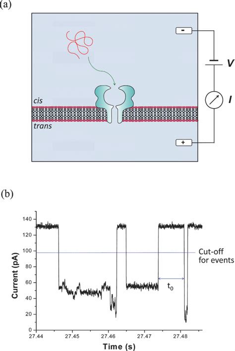 Polymer Capture By α Hemolysin Pore Upon Salt Concentration Gradient