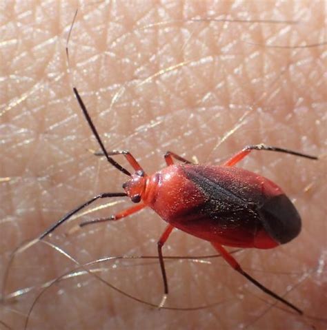 Red Bug With Black Mark On Wings And Red Legs Taedia BugGuide Net