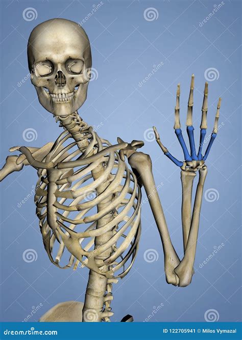 Metacarpal Bones In Red Color With Body 3d Rendering Illustration