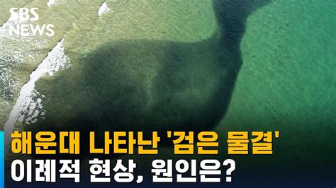 해운대 해변 바로 앞 검은 물결정어리떼 이례적 출현 Sbs Youtube