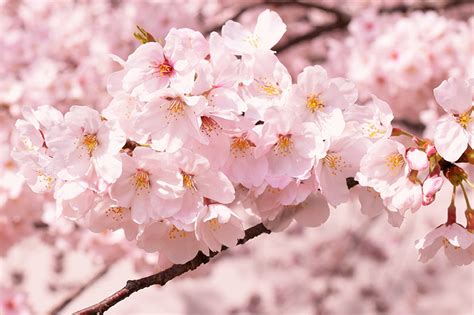 Ume Vs Sakura Exploring The Differences Between Japans Iconic Blossoms