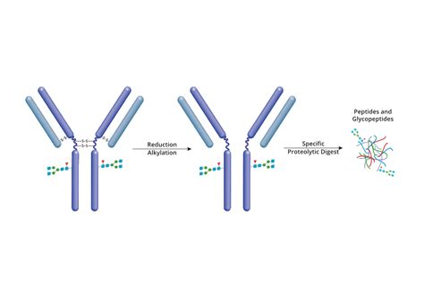 Peptide Mapping Services Peptide Mapping Mass Spec