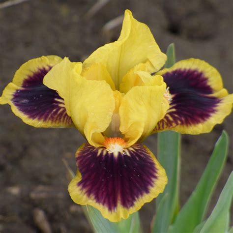 Thunderegg Dwarf Bearded Iris Iris Pumila High Country Gardens