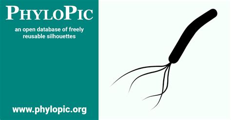 Opisthokonta By Scott Hartman Cc0 10 Phylopic