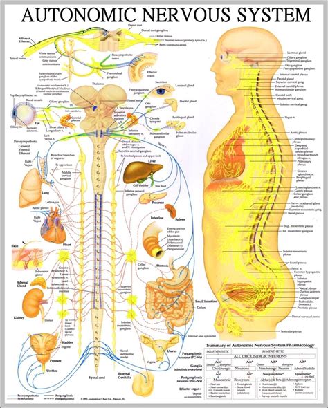 Human Nervous System Anatomical Chart Anatomy Models And Anatomical