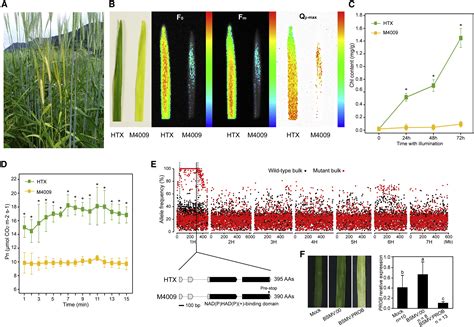 A Reference Guided Tilling By Amplicon Sequencing Platform Supports Forward And Reverse Genetics
