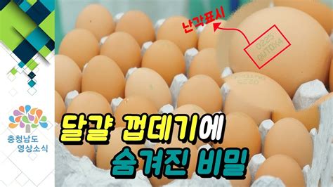 달걀 껍데기에 숨겨진 비밀 난각표시 Youtube