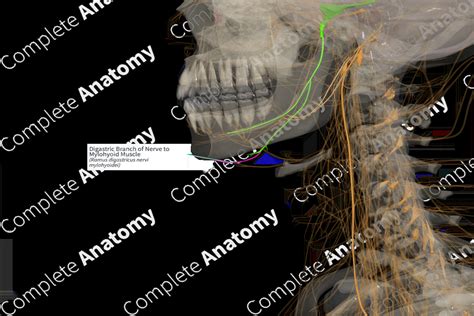 Mylohyoid Nerve