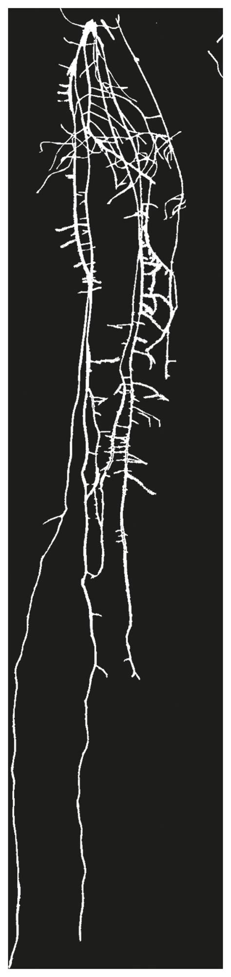 Comparison Between Original Frangi And Iffa A Labeled Image B
