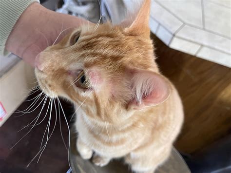 I Noticed This Red Spot Above My Cats Eye We Got A New Kitten And He May Have Just Gotten