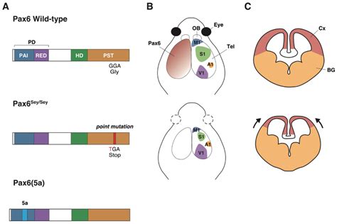 Neural Stem Cell Nsc Differentiation In The Embryonic Cortex A Download Scientific Diagram