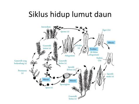 Detail Gambar Siklus Hidup Lumut Koleksi Nomer 50