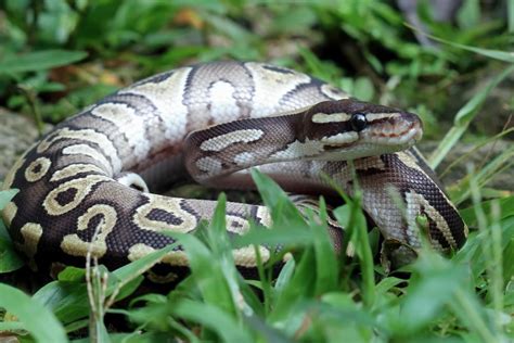9 Signification Spirituelle Et Symbolisme De Python Rêves Et Vie