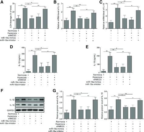 Maternally Expressed 3 Meg3 Down Regulation Ameliorates Download Scientific Diagram