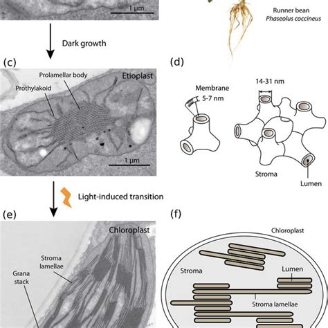 Binary Phase Diagram Of Monooleinwater Top And Monolinoleinwater