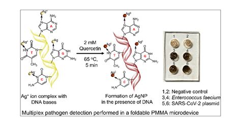 Quercetin Mediated Silver Nanoparticle Formation For The Colorimetric Detection Of Infectious