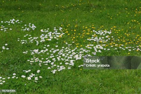 초원 꽃입니다 들판에서 자라는 흰색과 노란색 꽃 잔디밭에 많은 작은 Chamomiles 필드에 야생 꽃 녹색 잔디와 꽃 배경으로 유용 0명에 대한 스톡 사진 및 기타 이미지