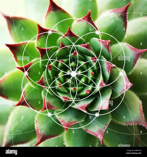 Illustration Of Spiral Arrangement In Nature Fibonacci Pattern Stock