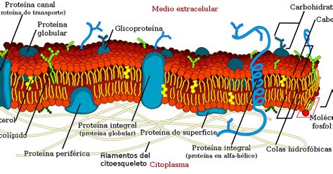 Lista 95 Foto Estructura De La Membrana Celular Para Dibujar Actualizar