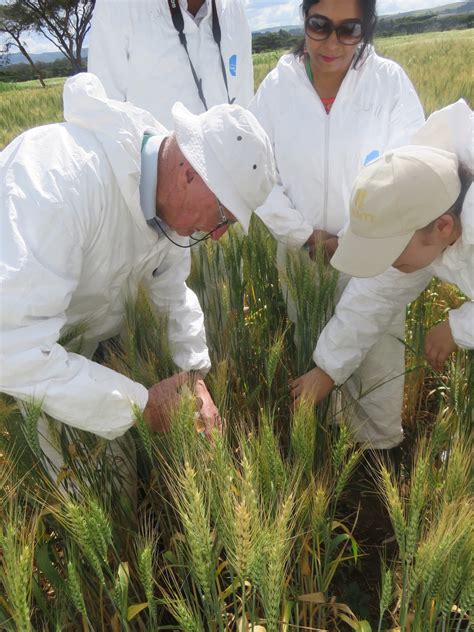 CIMMYT Trains Early Career Scientists On Wheat Rust Diagnosis And Management CIMMYT