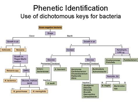 Prokaryote Taxonomy Diversity Classification Nomenclature Identification Phenetic Classification