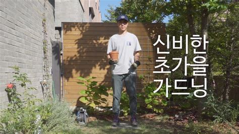 생초보 가드너의 신비한 가을 정원 클레마티스의 놀라운 변화 독일장미 감격의 새순들 Youtube