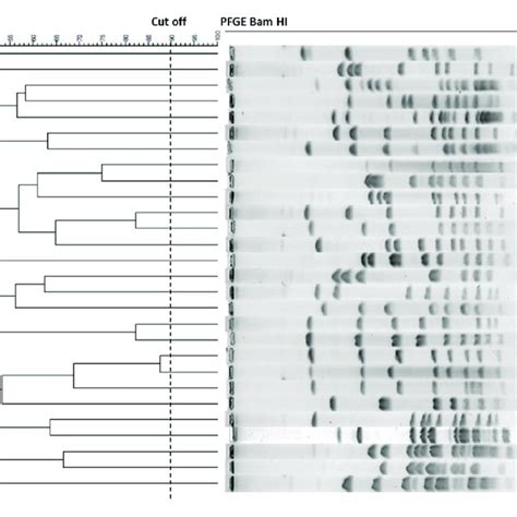 Dendrogram Displaying Bamhi Pfge Profiles Cluster Analysis Of 28 M