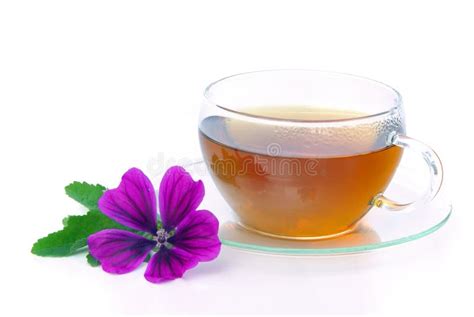 Tea malva stock photo. Image of plants, plant, drink - 11406670