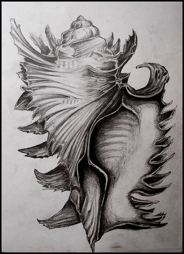 Shell Drawing By John Brinegar Sea Life Art Natural Forms Shell Drawing