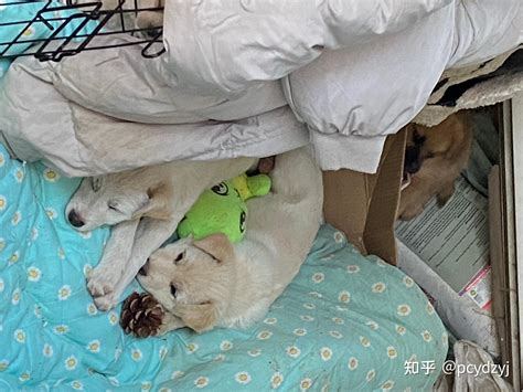 为什么要帮助流浪猫狗？ 知乎