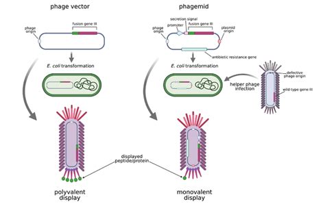 知识库 噬菌体载体与噬菌粒载体 知乎