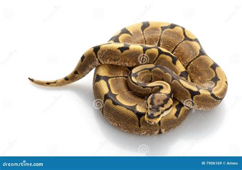 Spider Ball Python Stock Image Image Of Danger Ball 7906169