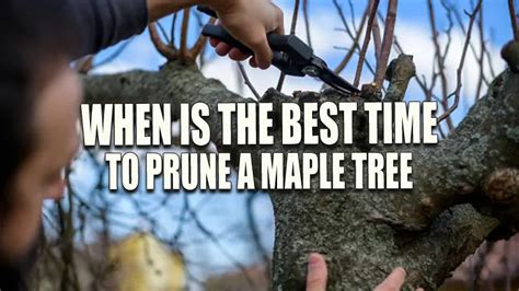 Best Time To Prune A Maple Tree How And When Forestry Com