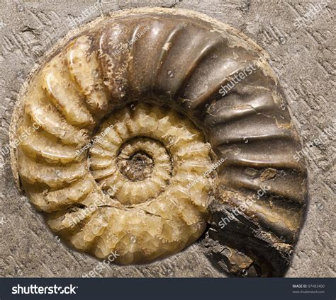 Fossil Prehistoric Snail Stock Photo 97483400 Shutterstock