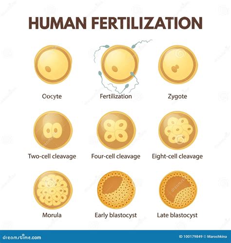 Development Of The Zygote Diagram Vector Illustration Cartoondealer