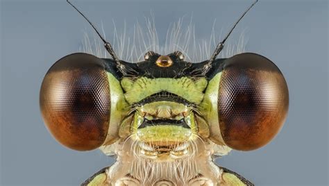 The Fascinating Sex Lives Of Insects Iflscience