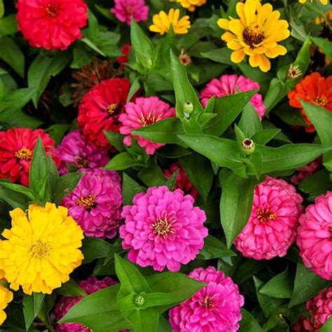 Циния элегантная Пепито махровая смесь купить семена в Украине дешево Florium Ua