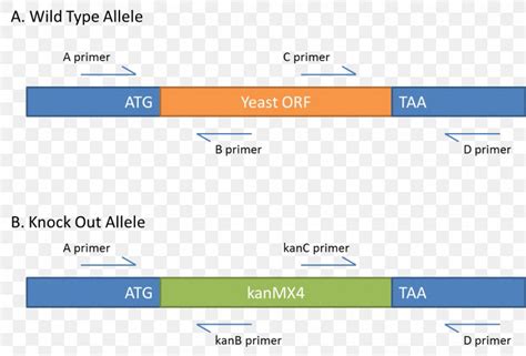 Screenshot Logo Computer Program Web Page Advertising Png 1135x770px Screenshot Advertising
