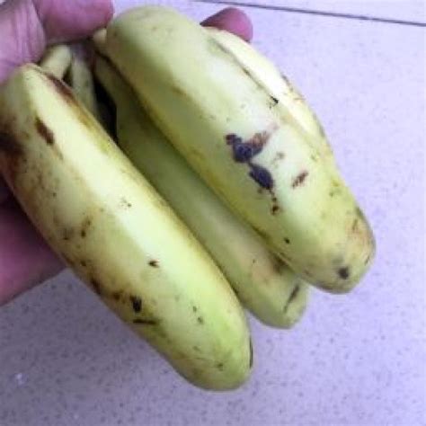 Rotten Fruit Detector Ver 2 Object Detection Dataset V3 2023 04 05 11 49pm By Deep Learning